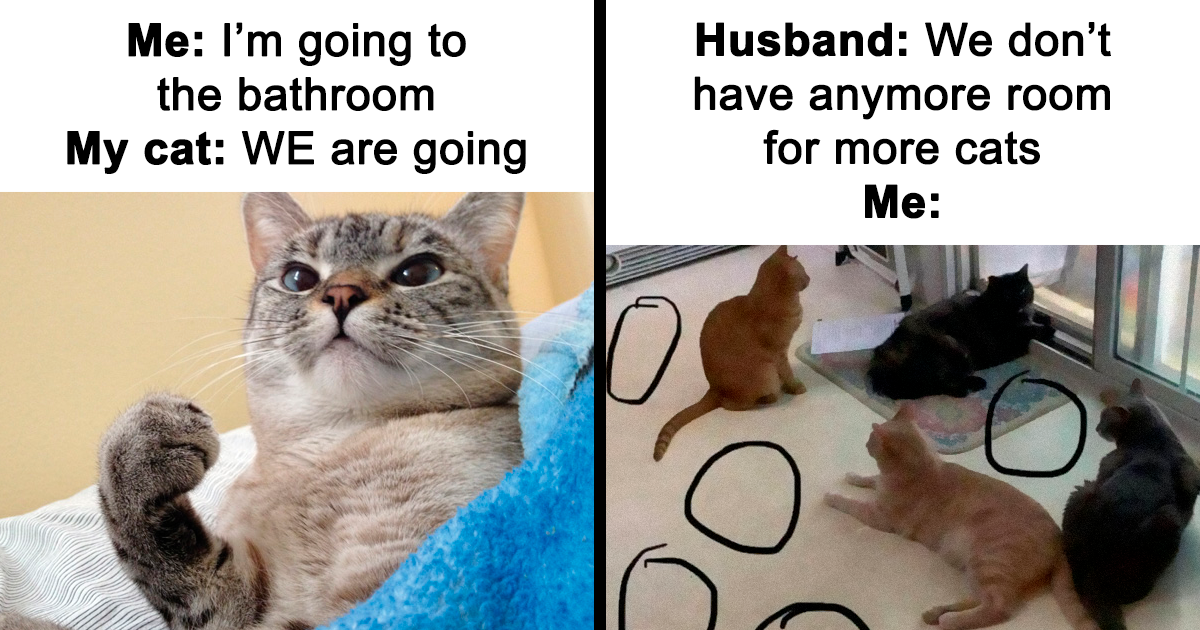 Funny Cat Owner Memes Hilarious Black Cat Memes Even Non Cat Lovers