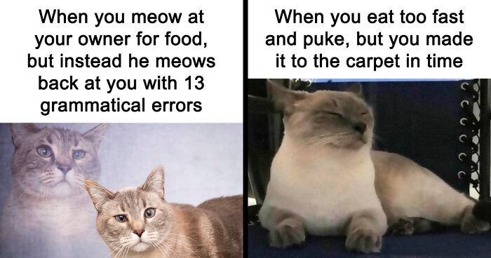 50 Funny And Relatable Cat Memes That Might Make You Want To Rescue A ...