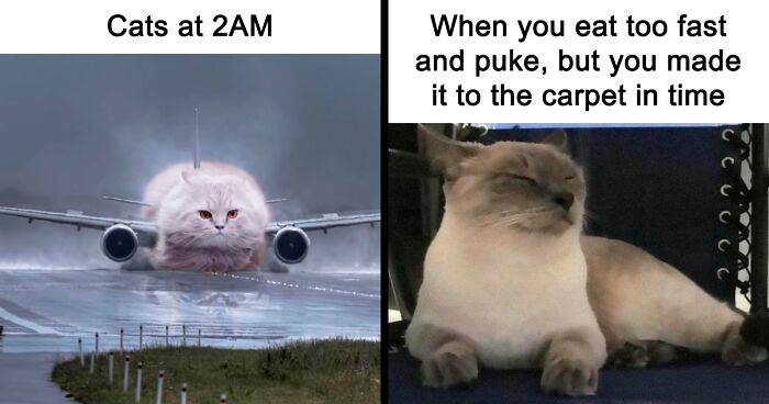 50 Funny And Relatable Cat Memes That Might Make You Want To Rescue A(nother) Cat | Bored Panda
