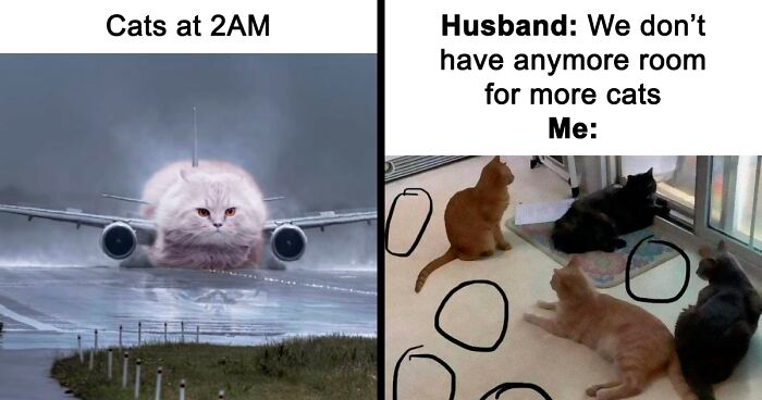 50 Funny And Relatable Cat Memes That Might Make You Want To Rescue A ...