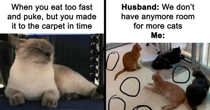 50 Funny And Relatable Cat Memes That Might Make You Want To Rescue A ...
