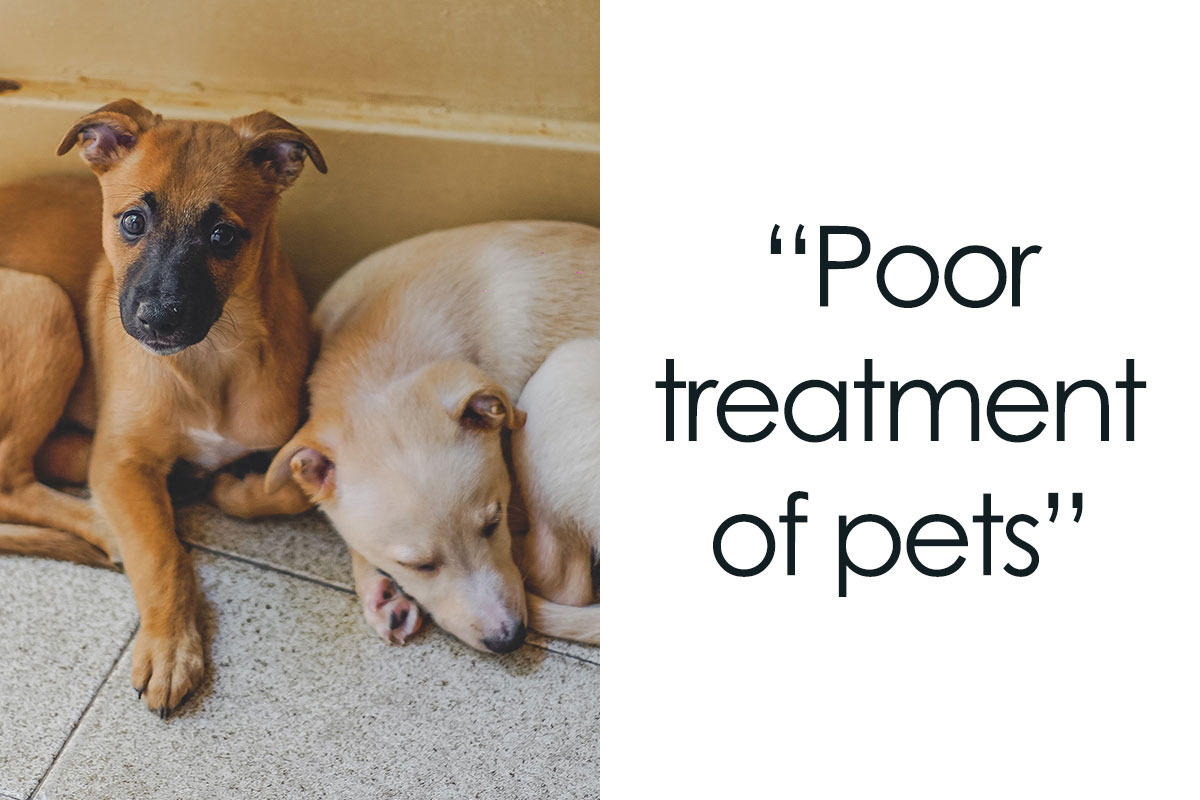 “People With Enormously Obese Pets”: 35 Things People Can’t Help But ...