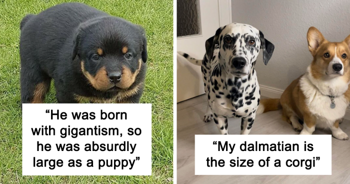 50 Of The Rarest Genetic Mutations Ever Spotted In Pets (New Pics ...