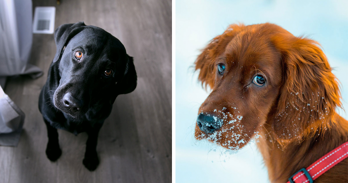 Why Do Dogs Stare At Doors at Pam Calhoun blog