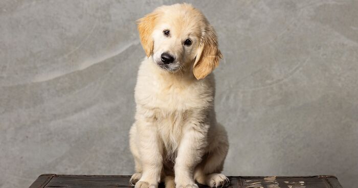 I Offered 15 Minutes Of Fame Photography Sessions For Dogs And They ...