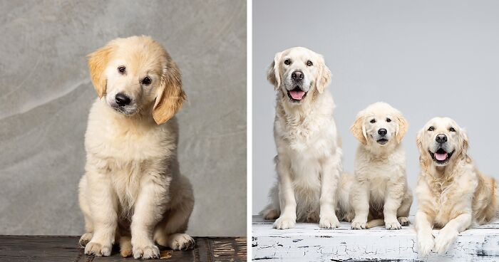 I Offered 15 Minutes Of Fame Photography Sessions For Dogs And They ...