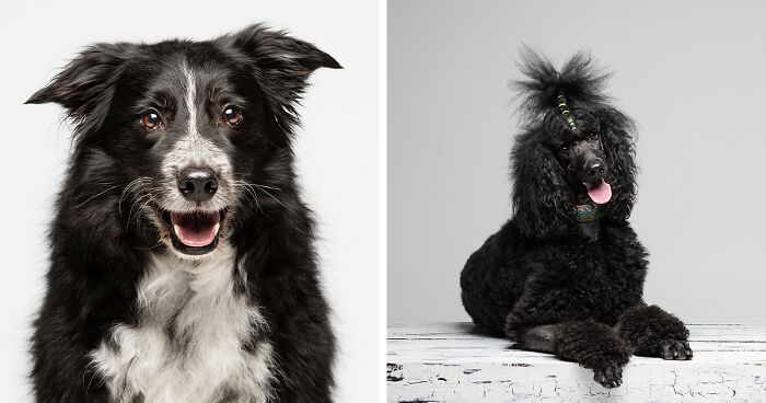 I Offered 15 Minutes Of Fame Photography Sessions For Dogs And They ...