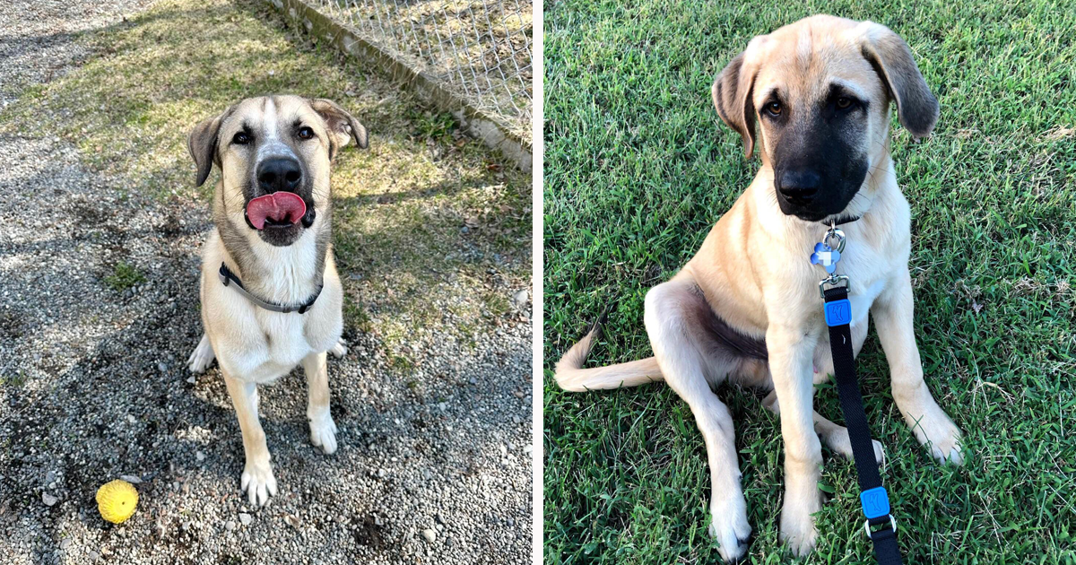 Anatolian Shepherd Dog Breed: Everything You Need To Know | Bored Panda