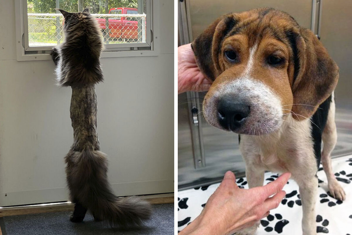 50 Unfortunate Animals Whose Day Didn’t Go Exactly As They Planned (New ...