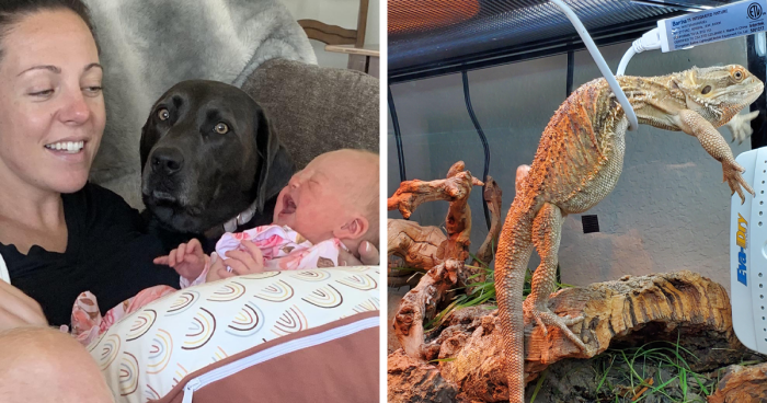 50 Unfortunate Animals Whose Day Didn’t Go Exactly As They Planned (New ...