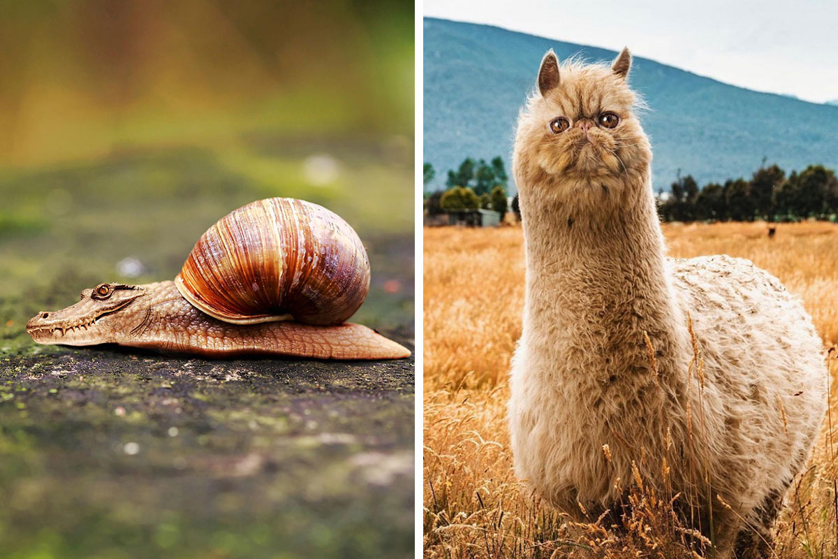 68 Imaginary Creatures That I Photoshopped By Fusing Two Existing Ones ...