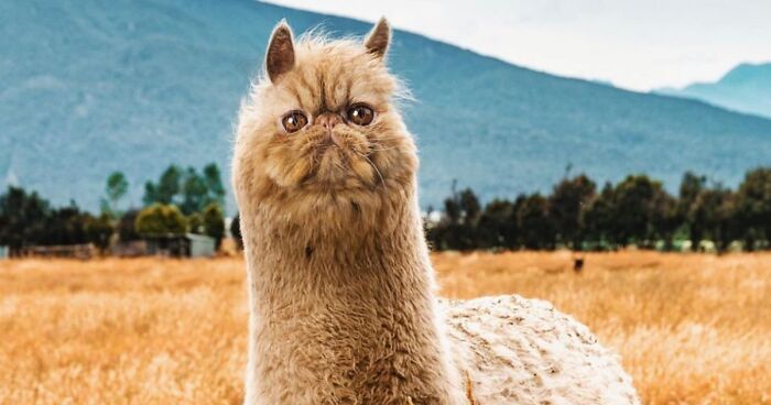 68 Imaginary Creatures That I Photoshopped By Fusing Two Existing Ones ...