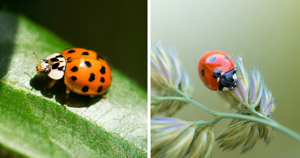 Asian Beetle vs Ladybug: Which Is Invasive? (And How To Get Rid Of It ...