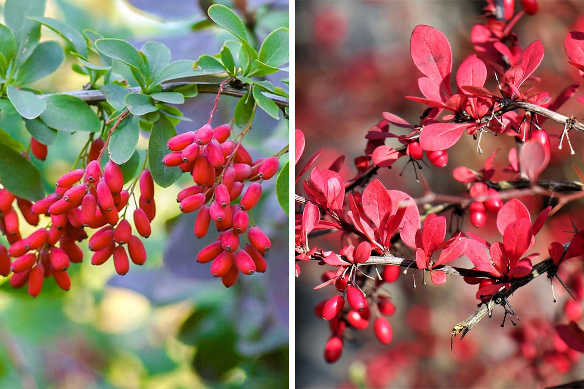 Barberry Basics: A Guide To Popular Barberry Bush Varieties | Bored Panda