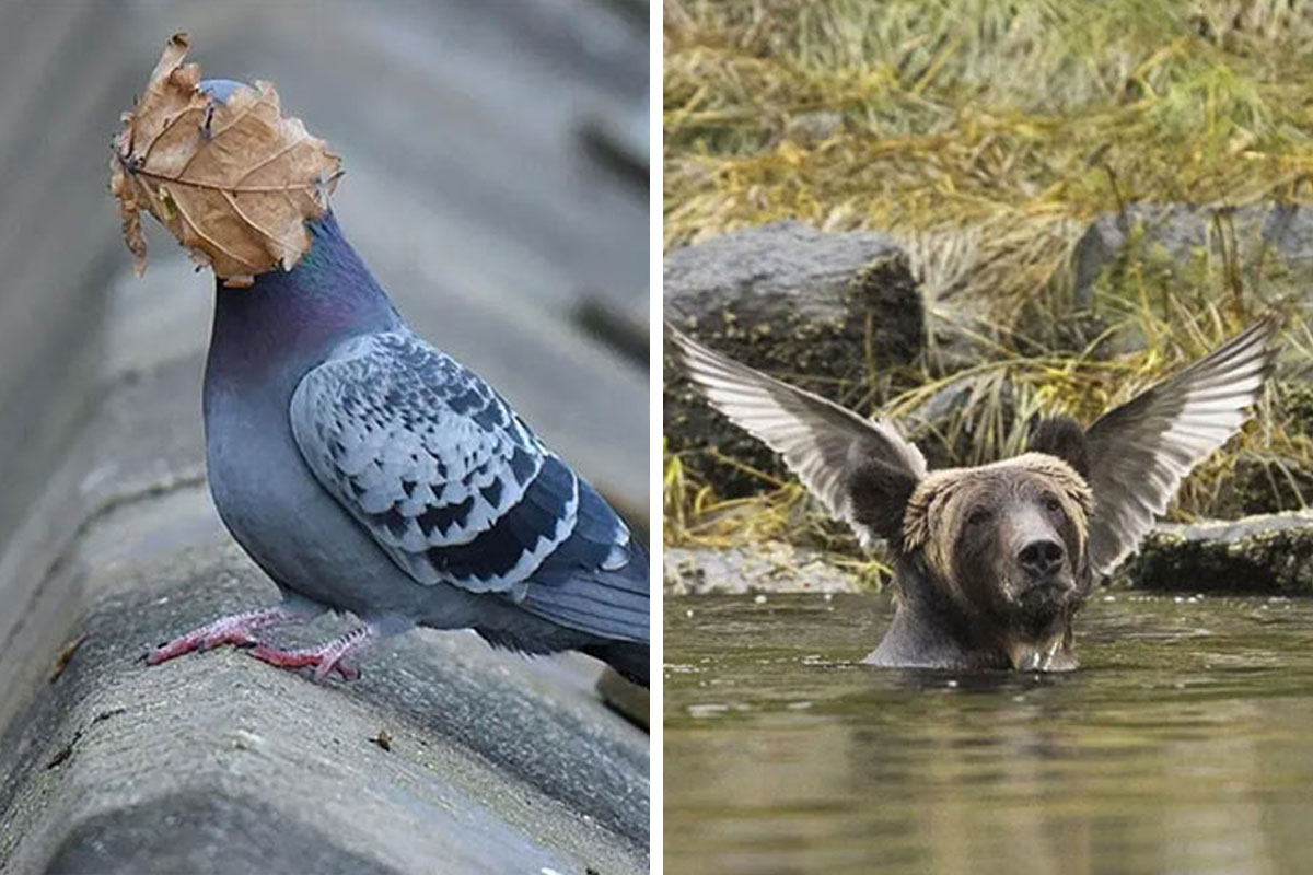 50 Of The Most Incredible Shots That Were Submitted To The Comedy ...