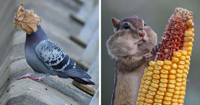 50 Of The Most Incredible Shots That Were Submitted To The Comedy ...