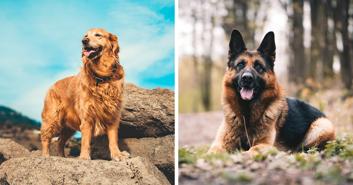 Best Service Dog Breeds for Various Needs: A Comprehensive Guide ...