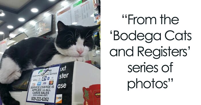 We Capture The Essence Of NYC Through Cute And Funny Photos Of Bodega ...