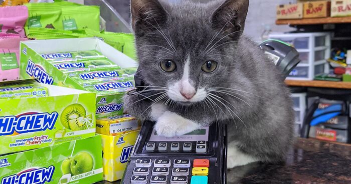 We Capture The Essence Of NYC Through Cute And Funny Photos Of Bodega ...