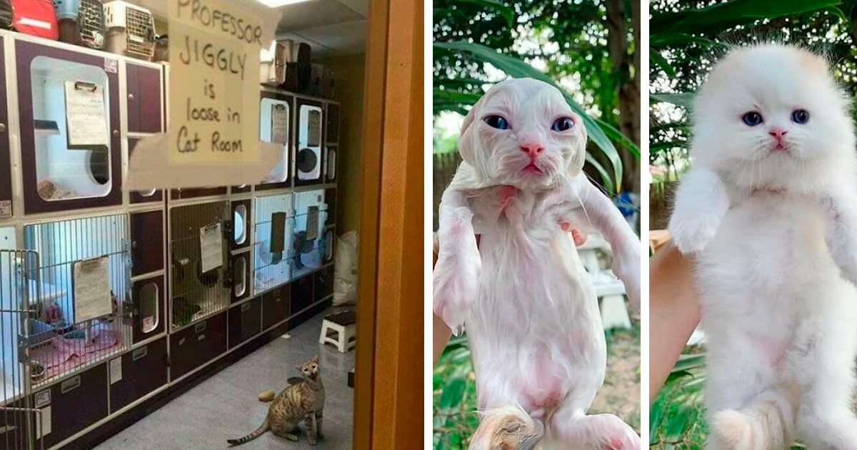 50 Images Of “Cursed” Cats Causing Mayhem Everywhere They Go | Bored Panda