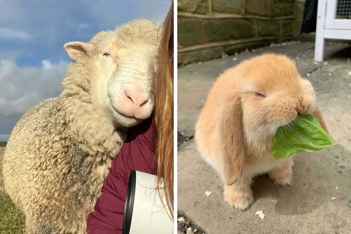 50 Adorable Animals That Might Brighten Up Your Day (New Pics) | Bored ...