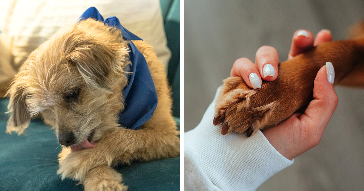 Why Is My Dog Licking Their Paws: Causes and Solutions for Itchy Paws | Bored Panda
