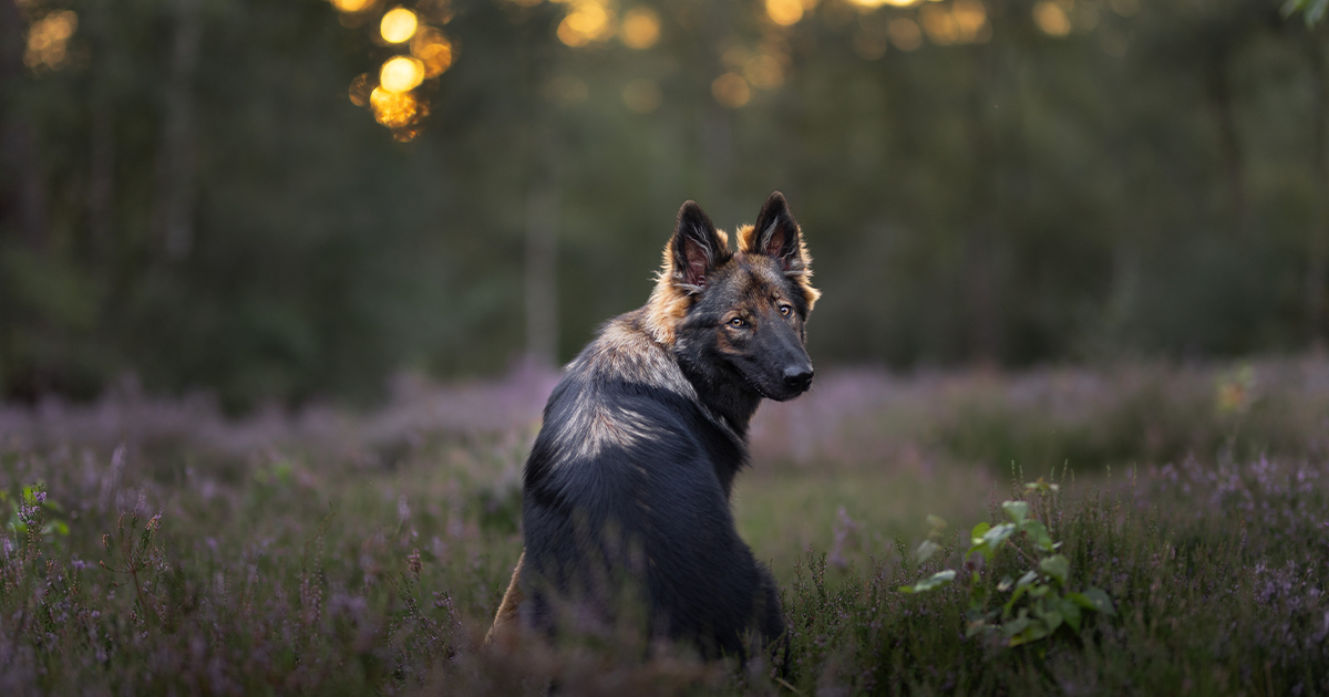 36 Paw-sitively Charming Dog Photographs I Captured | Bored Panda