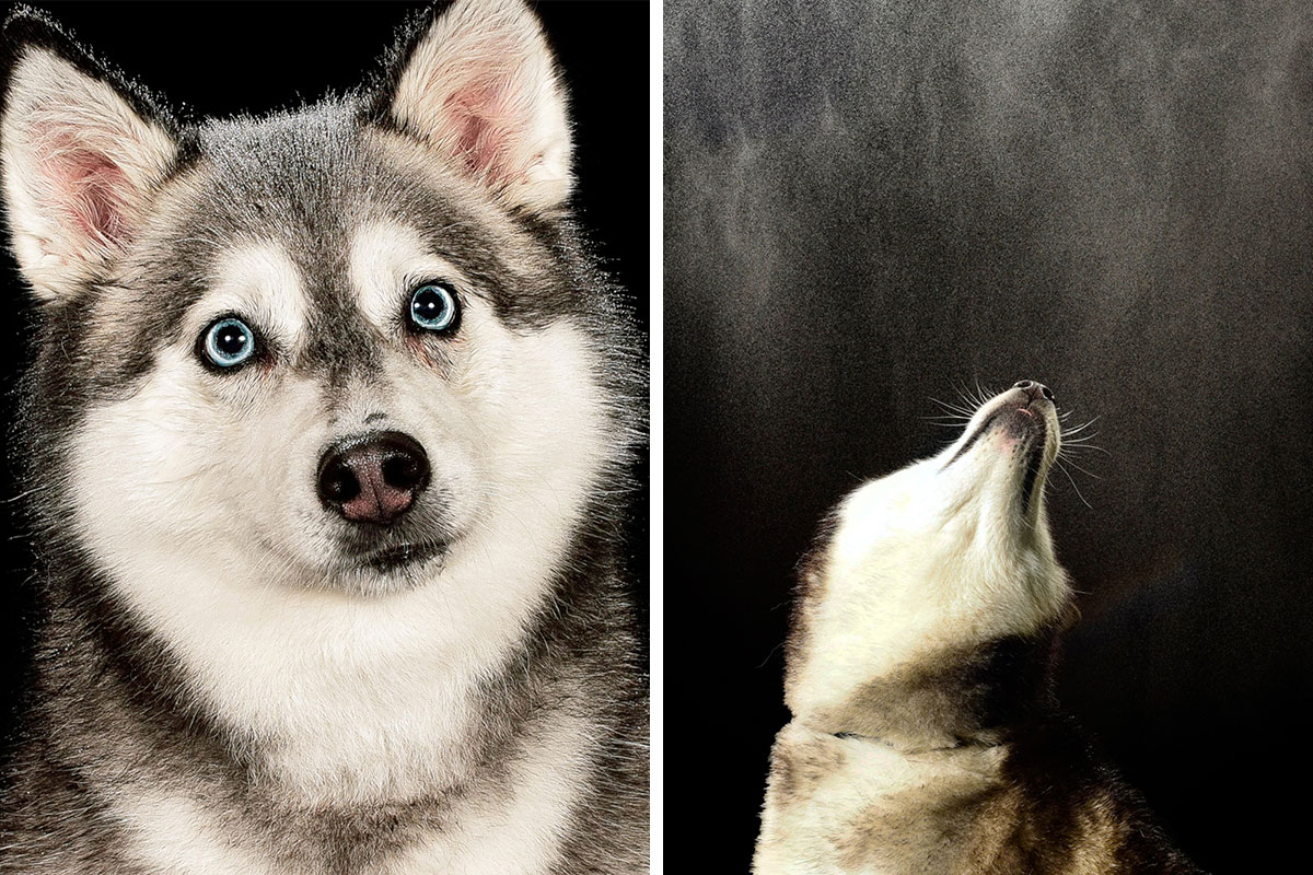 I Photographed Dogs Playing With Water (13 Pics) | Bored Panda