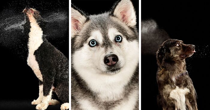 I Photographed Dogs Playing With Water (13 Pics) | Bored Panda