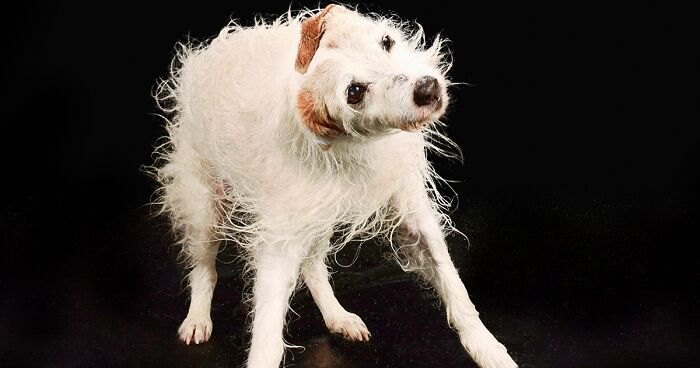 I Photographed Dogs Playing With Water (13 Pics) | Bored Panda