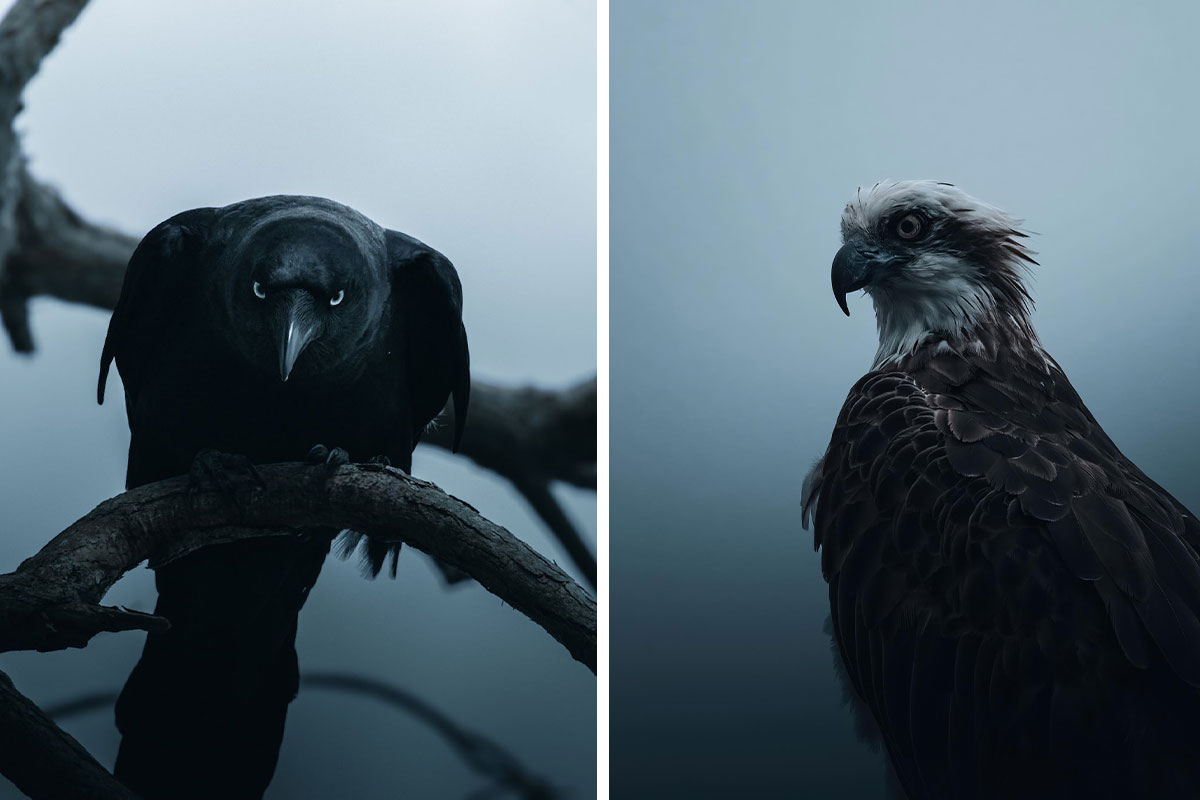 40 Mysterious And Intriguing Animal Photographs By Christine Ward ...