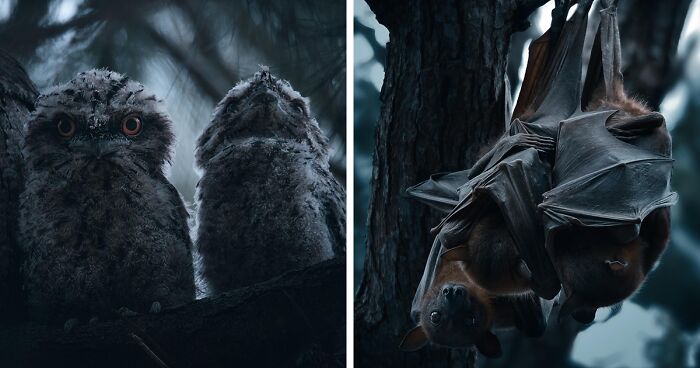 40 Mysterious And Intriguing Animal Photographs By Christine Ward ...