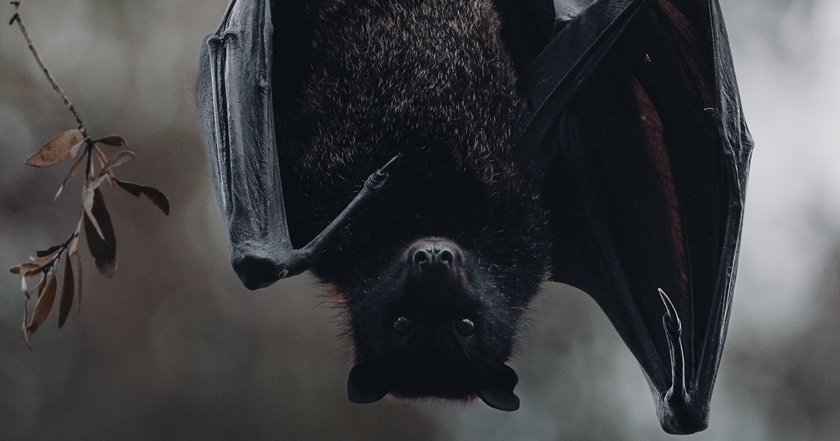 40 Mysterious And Intriguing Animal Photographs By Christine Ward ...