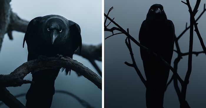 40 Mysterious And Intriguing Animal Photographs By Christine Ward ...