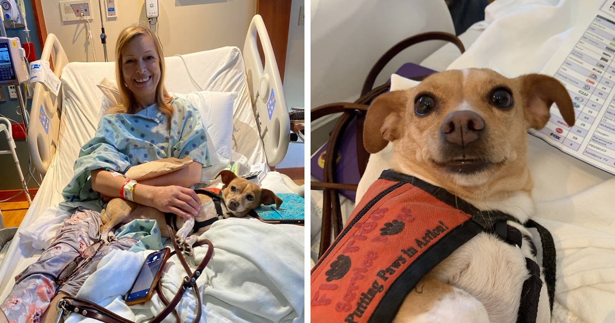 Meet Honey, The Service Dog Who’s Wee But Mighty | Bored Panda