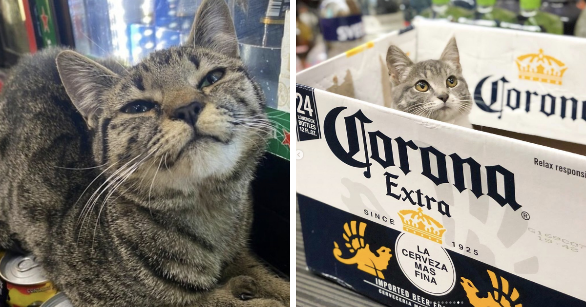 Crafty Feline Tenants: The Curious Case Of Bodega Cats And Their Beer ...