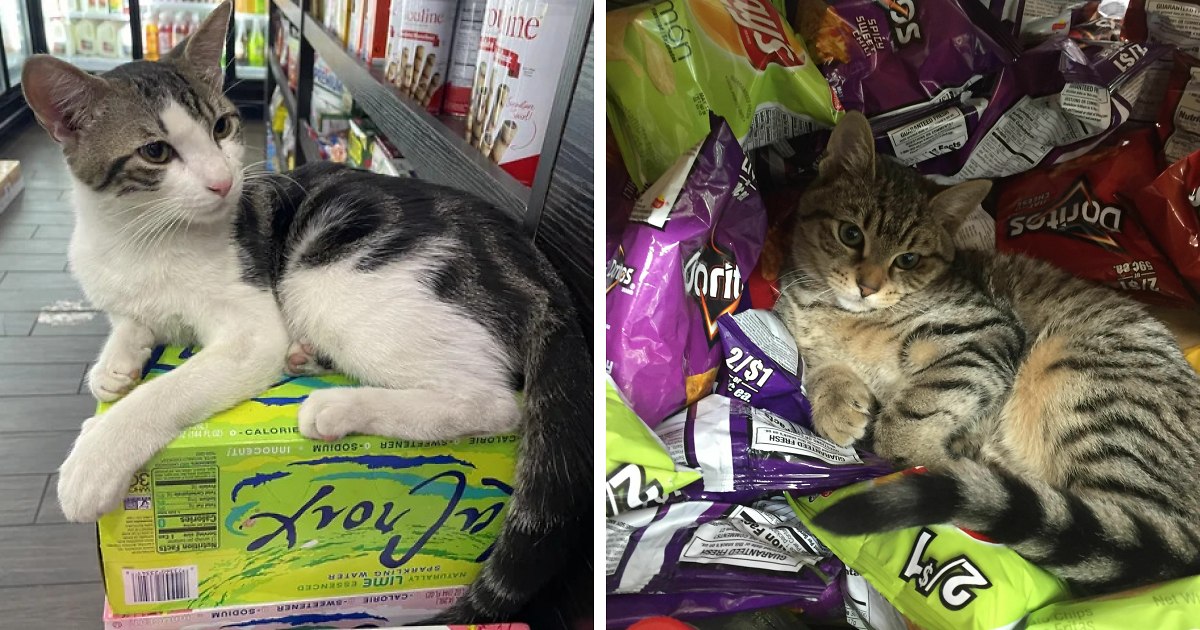 What Is A Bodega Cat? (10 Pics) | Bored Panda