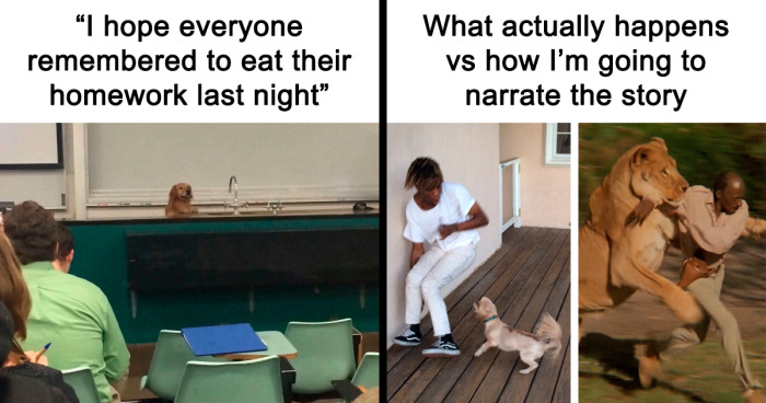 50 Animal Pics That Fit Perfectly Into Memes