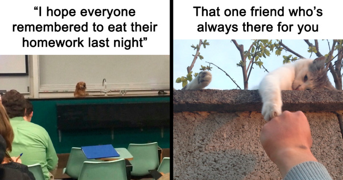 50 Animal Pics That Fit Perfectly Into Memes