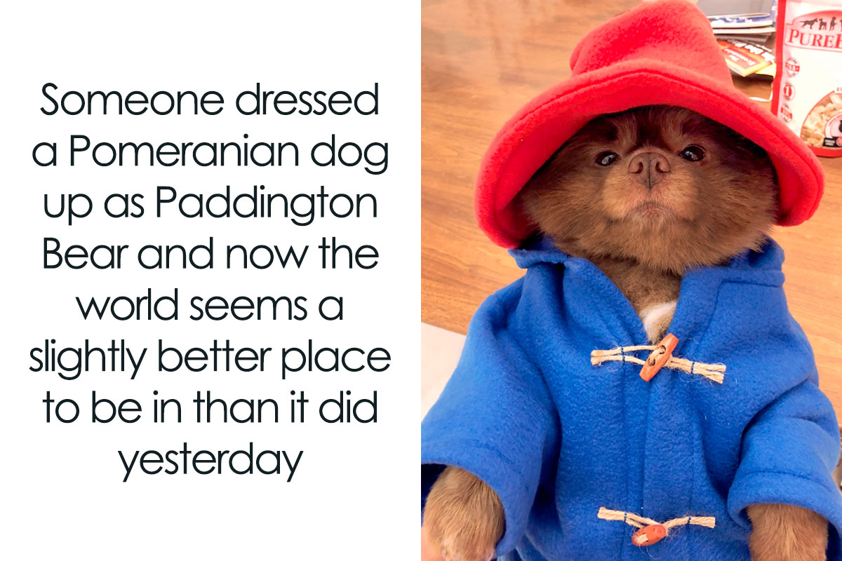 50 Animal Pics That Fit Perfectly Into Memes | Bored Panda