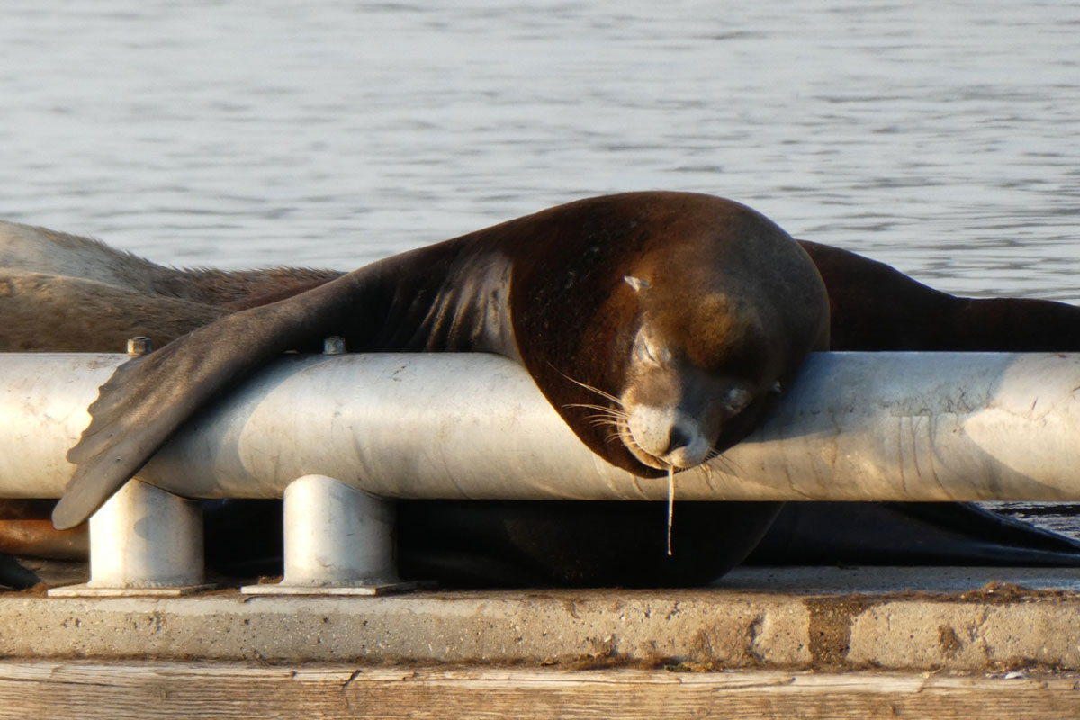 50 Amusing Pics Of Unsuccessful Attempts At Wildlife Photography (New ...