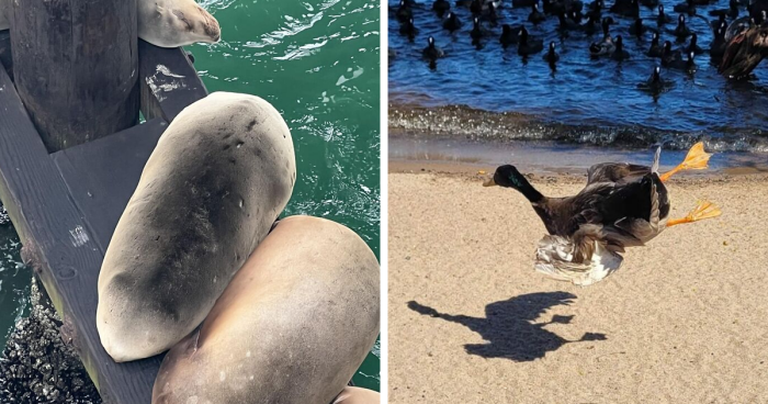 50 Amusing Pics Of Unsuccessful Attempts At Wildlife Photography (New ...