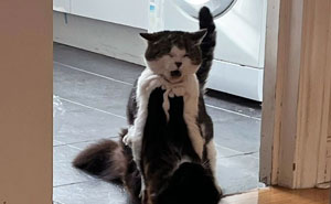 Woman Adopts Earless And Deaf Senior Cat Everybody Ignored, And Later ...