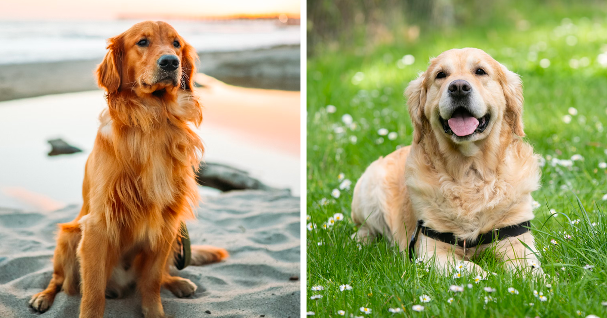 Golden Retriever Dog Breed: Information, Facts, and Characteristics ...