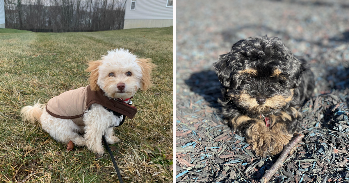 Havapoo Dog Breed: Information, Characteristics, and Care | Bored Panda