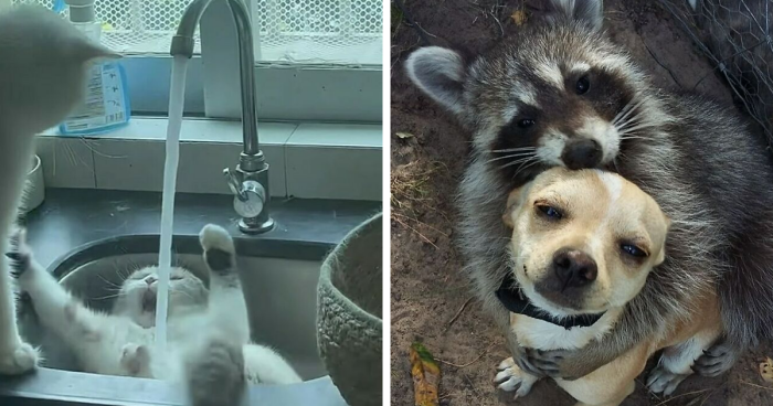 50 Pictures Of Pets Being Incredibly Silly To Make You Laugh | Bored Panda