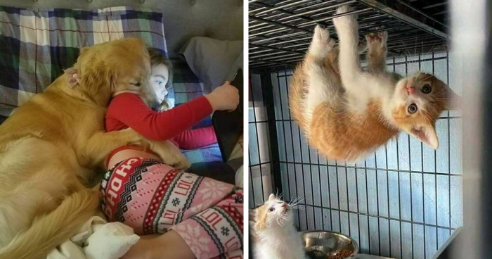 50 Pictures Of Pets Being Incredibly Silly To Make You Laugh | Bored Panda