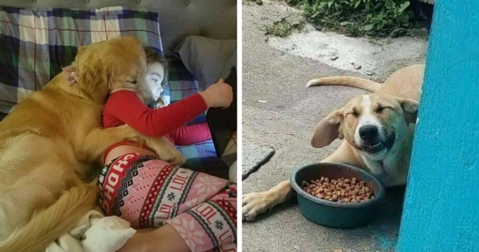 50 Pictures Of Pets Being Incredibly Silly To Make You Laugh | Bored Panda