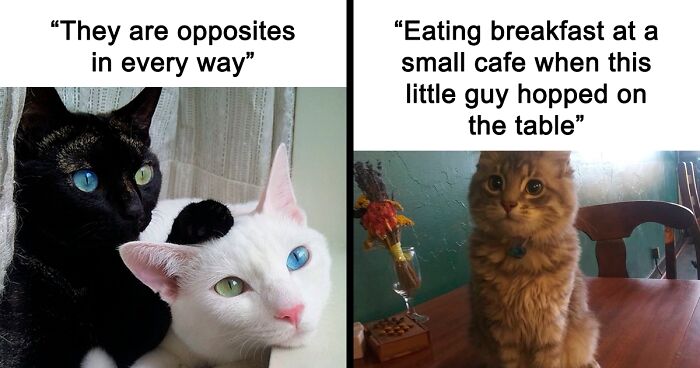 50 Fantastic ‘Cat Memes’ To Help You Get Through Hard Times