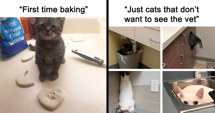50 Fantastic ‘Cat Memes’ To Help You Get Through Hard Times